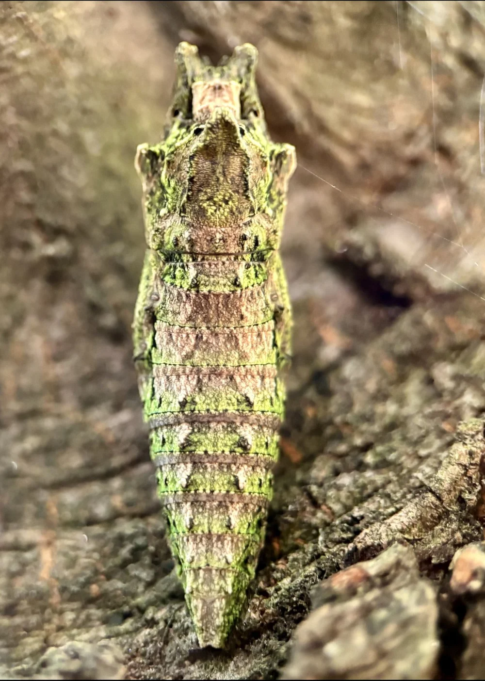 Surprising Survivors of the Cold: Insects in Winter — Friends of Rye ...