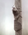 Surprising Survivors of the Cold: Insects in Winter — Friends of Rye ...