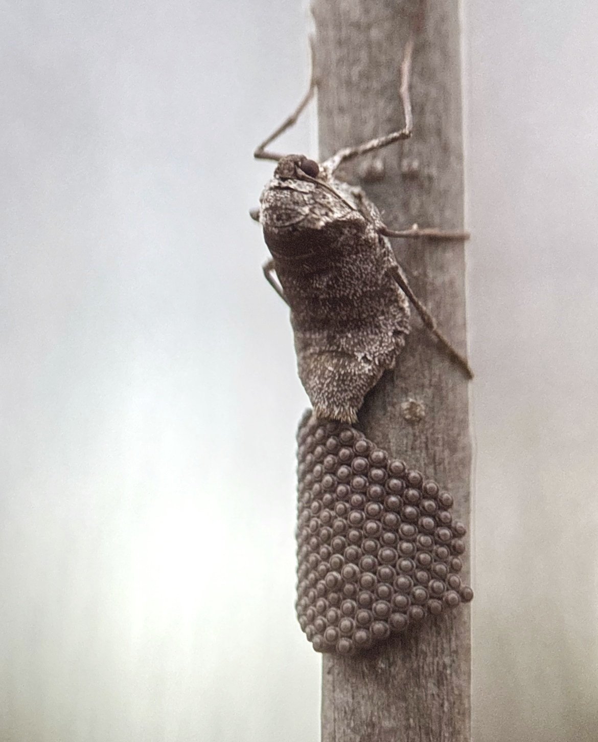 Surprising Survivors of the Cold: Insects in Winter — Friends of Rye ...