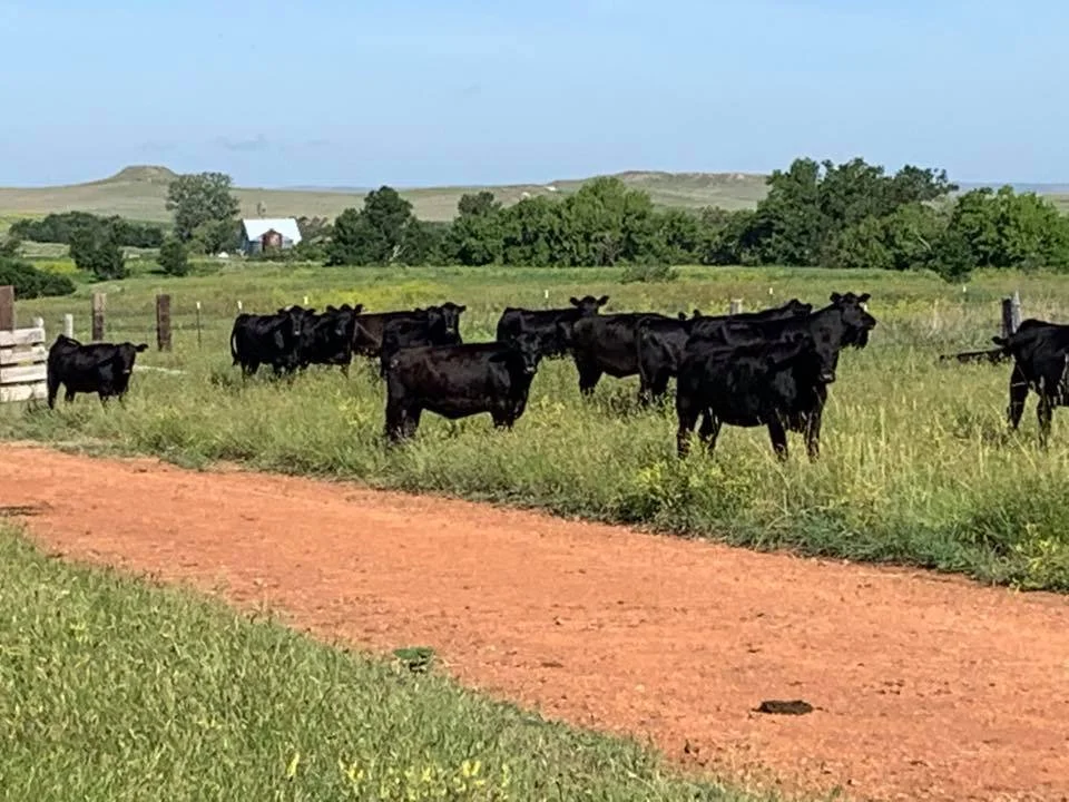 The Lane Legacy — Lane Legacy Beef