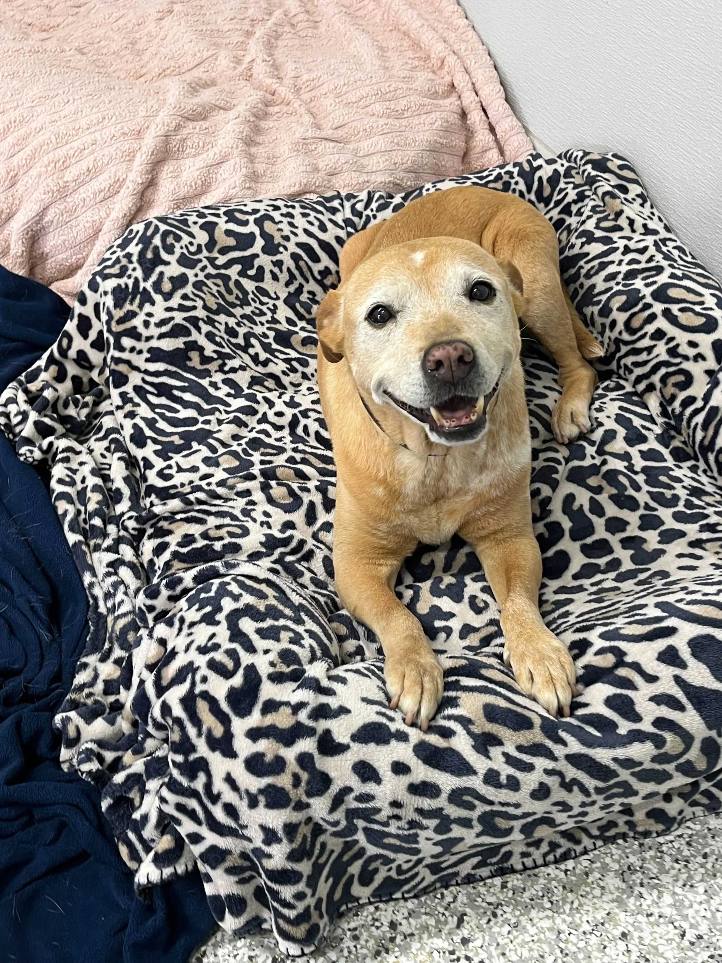 Connie — Pepper's Senior Dog Sanctuary