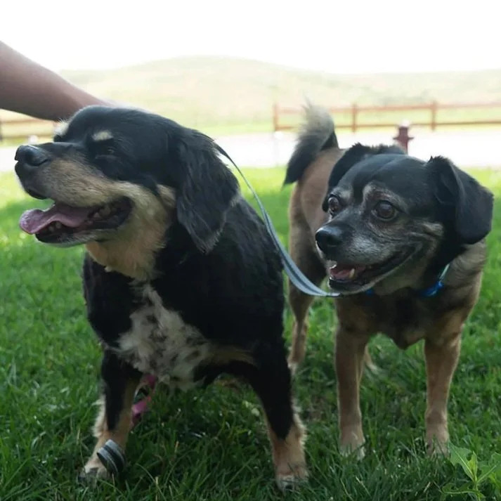 Current Residents — Pepper's Senior Dog Sanctuary