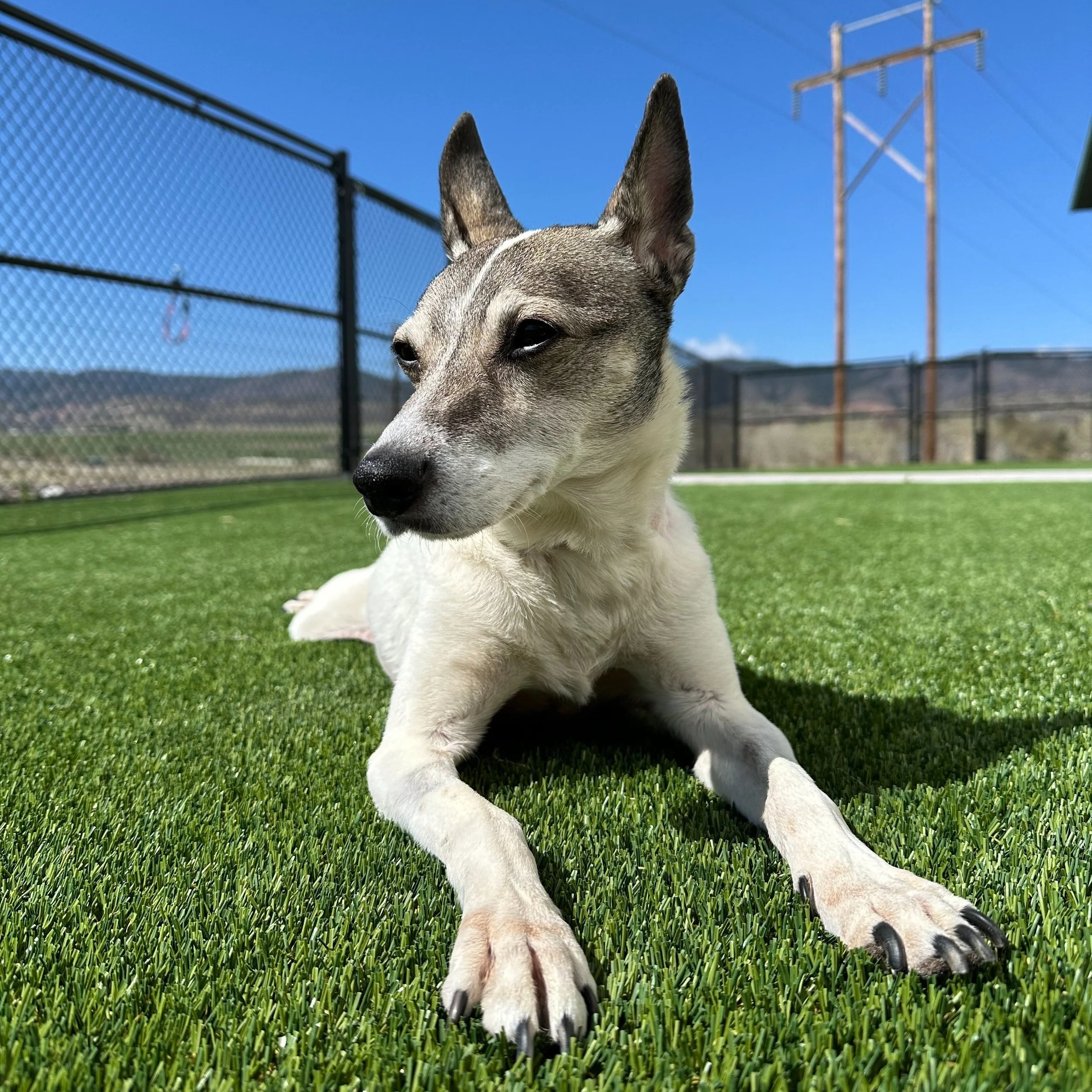 Our Leadership & Staff — Pepper's Senior Dog Sanctuary