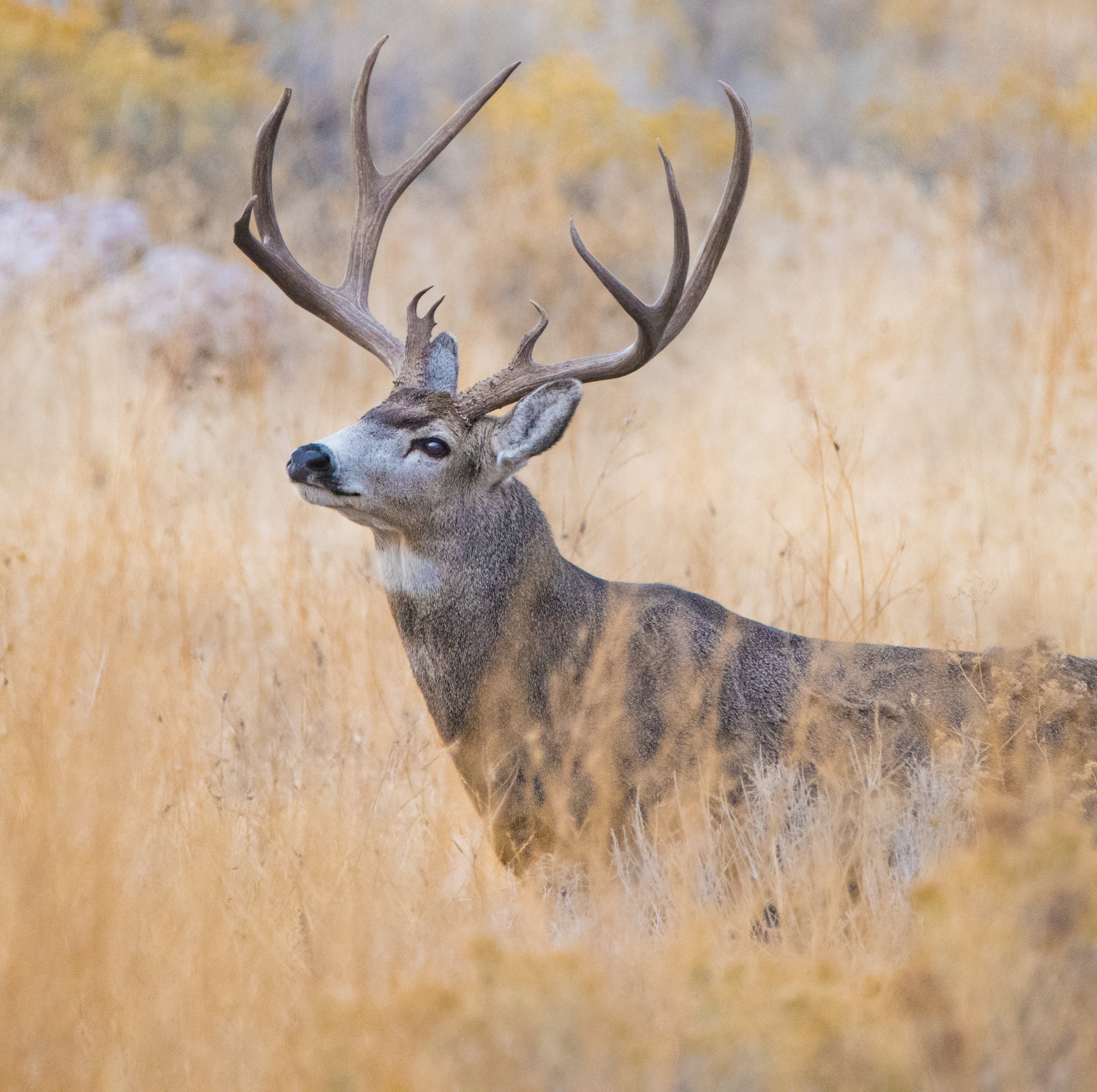 Key Dates — Davis Ranch + Outfitters