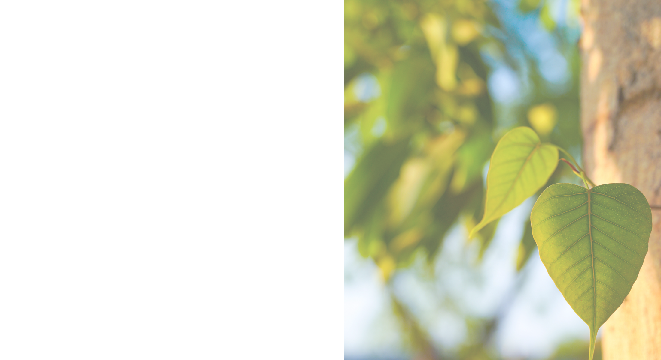 Bodhi Tree Counseling CO | Create Your Peace