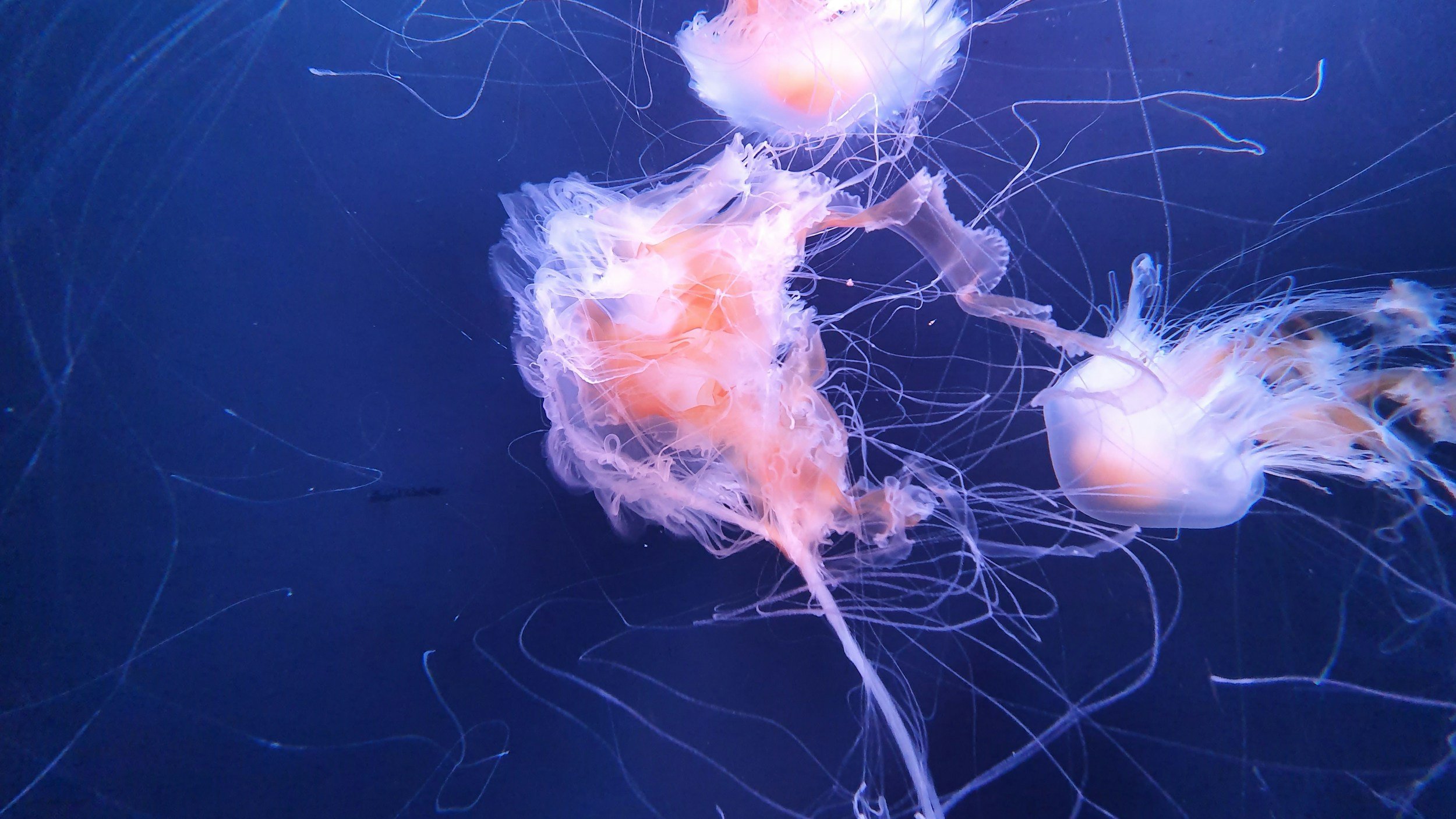 Building Trust Through Data: An Interview with Anthony Nolan’s Data ...