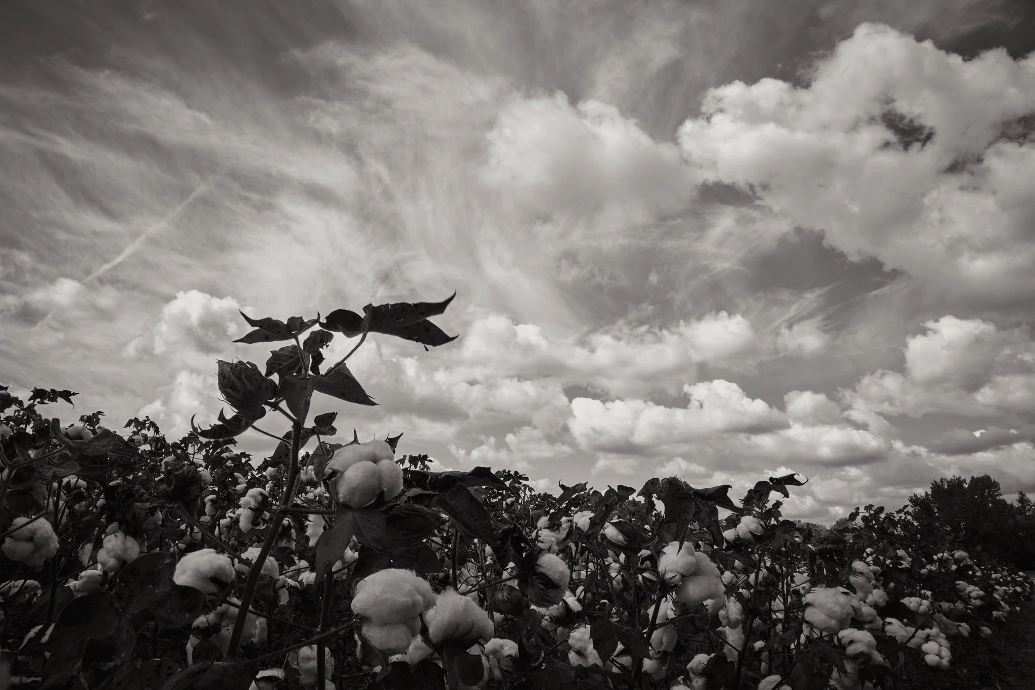 Fields — Brian Patrick Crean