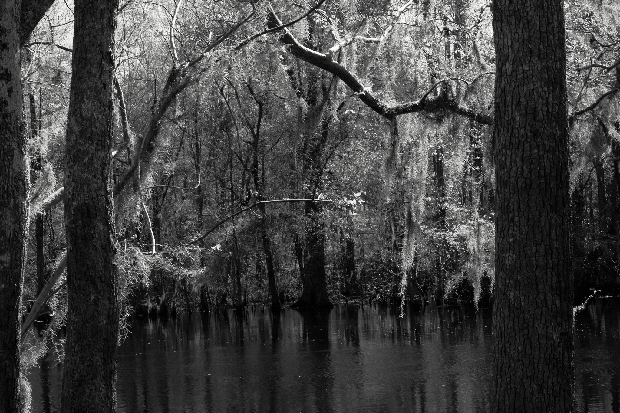 Trees — Brian Patrick Crean