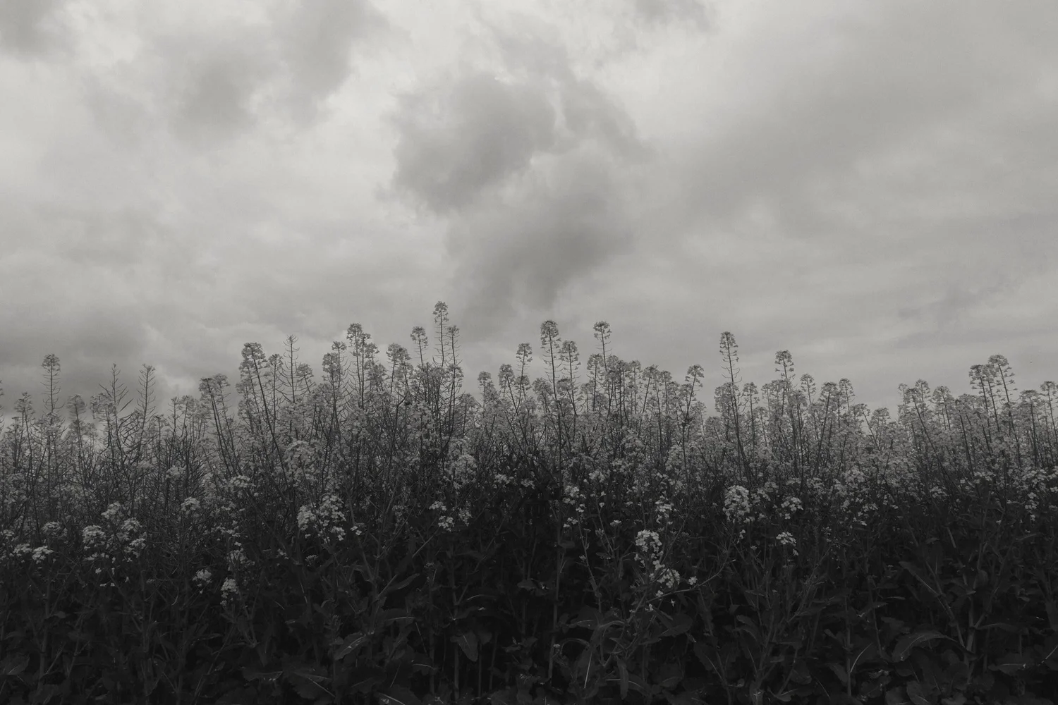 Fields — Brian Patrick Crean