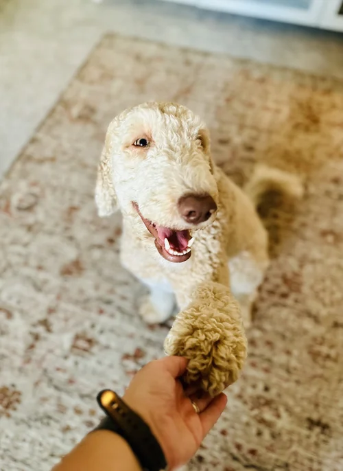 Creative Ways to Integrate Pet-Friendly Touches in Your Apartment ...