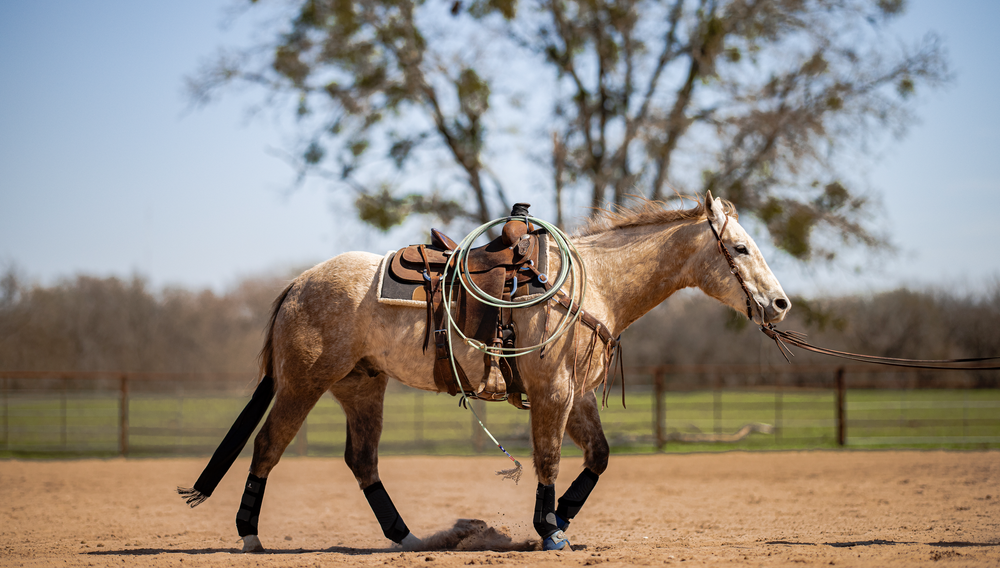 222 Triple Deuce Equine