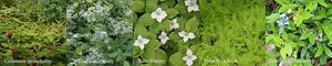 Native Ground Covers for Beauty and Biodiversity at the Ground Level ...