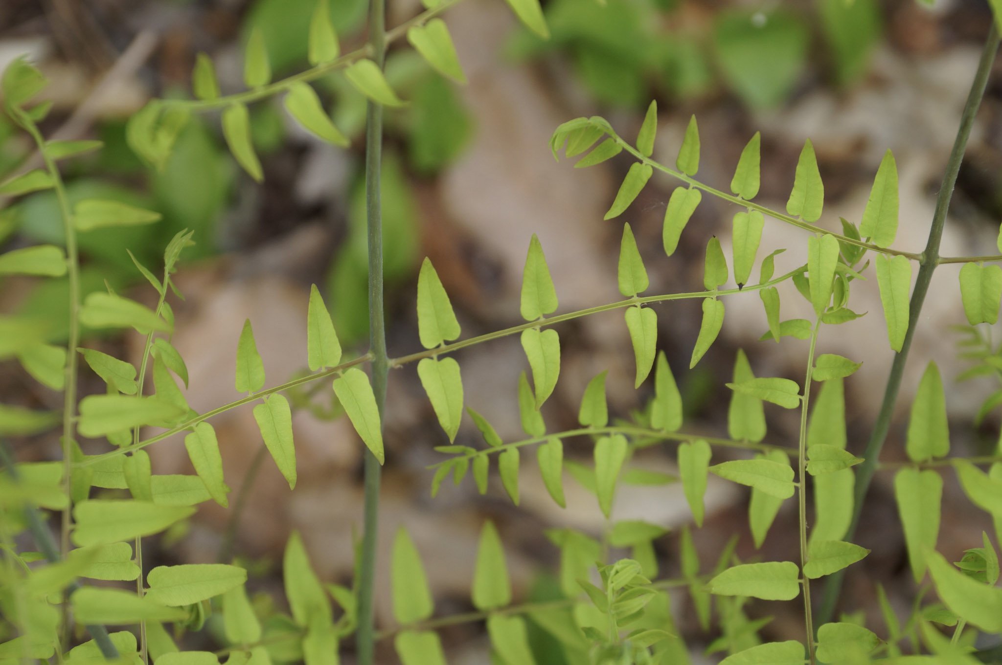 Ferns: Ancient Plants for 21st Century Landscapes — Wild Seed Project