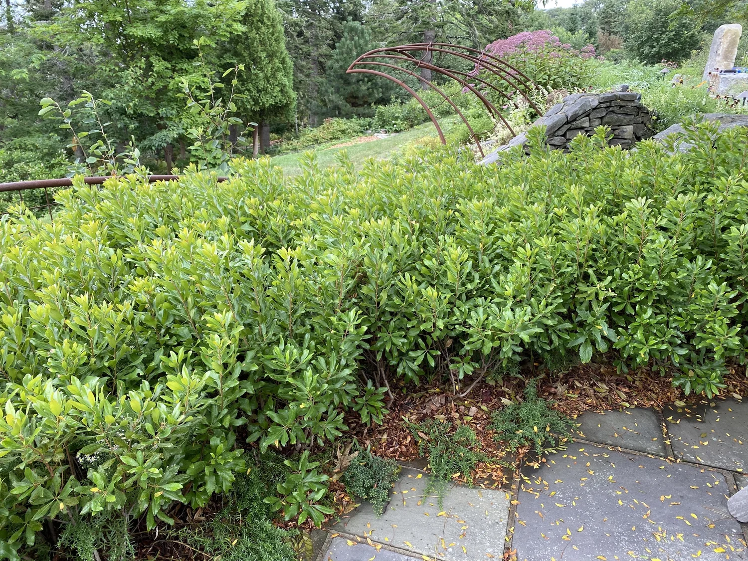 Native shrubs for Maine summer gardens — Wild Seed Project