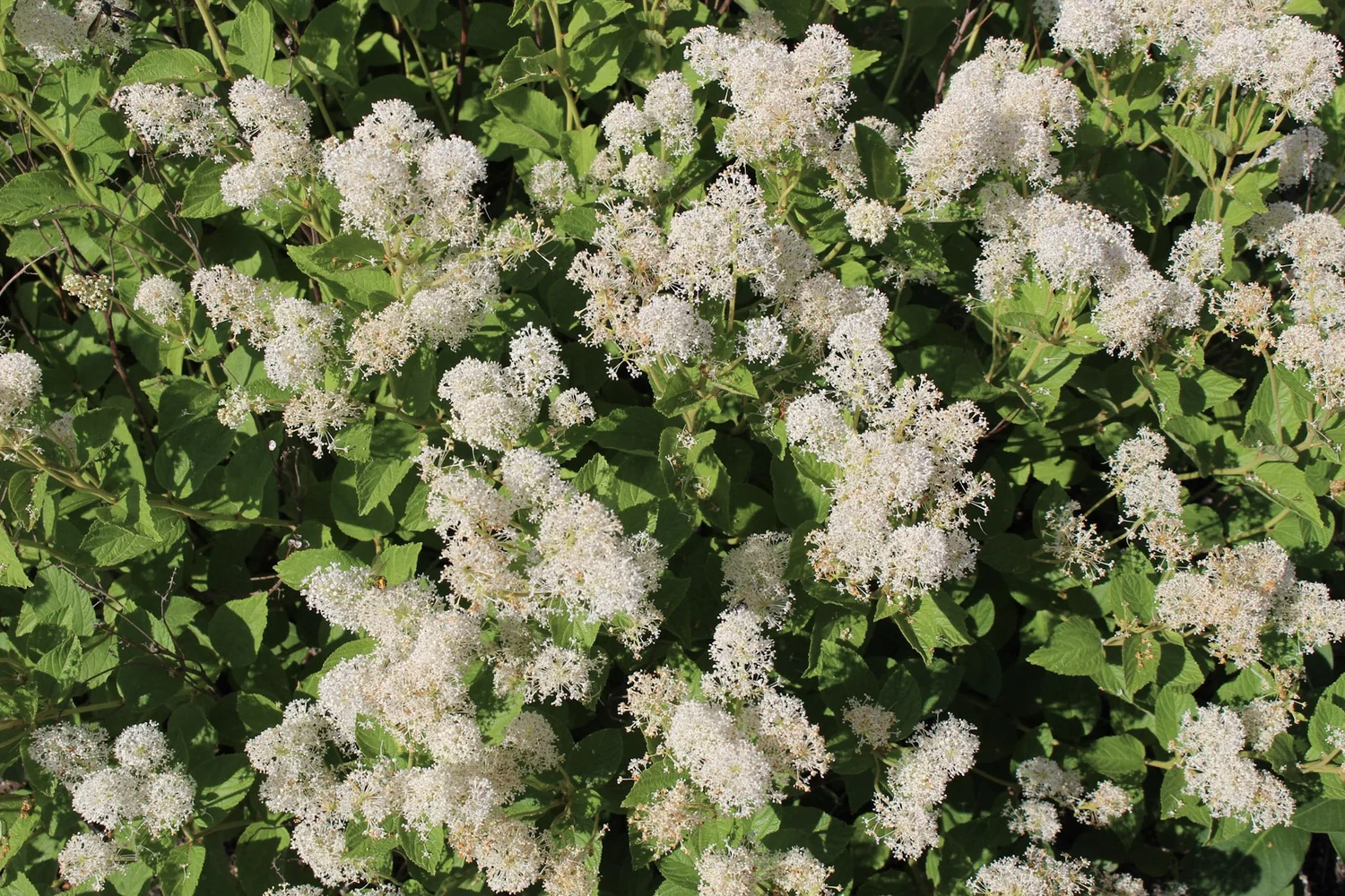 Native shrubs for Maine summer gardens — Wild Seed Project