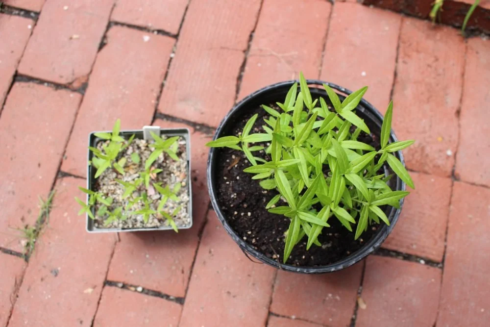 Caring for Your Native Seedlings — Wild Seed Project
