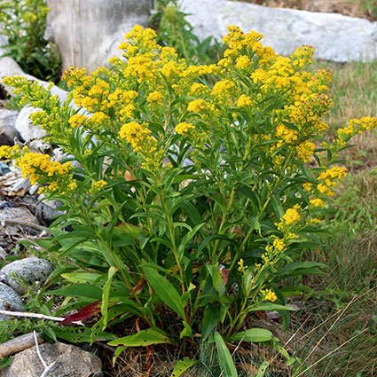 The Beauty and Pollinator Benefits of Asters and Goldenrods — Wild Seed ...