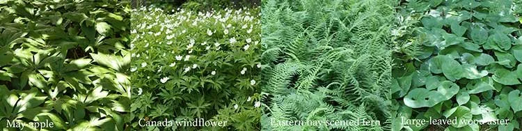 Native Ground Covers for Beauty and Biodiversity at the Ground Level ...