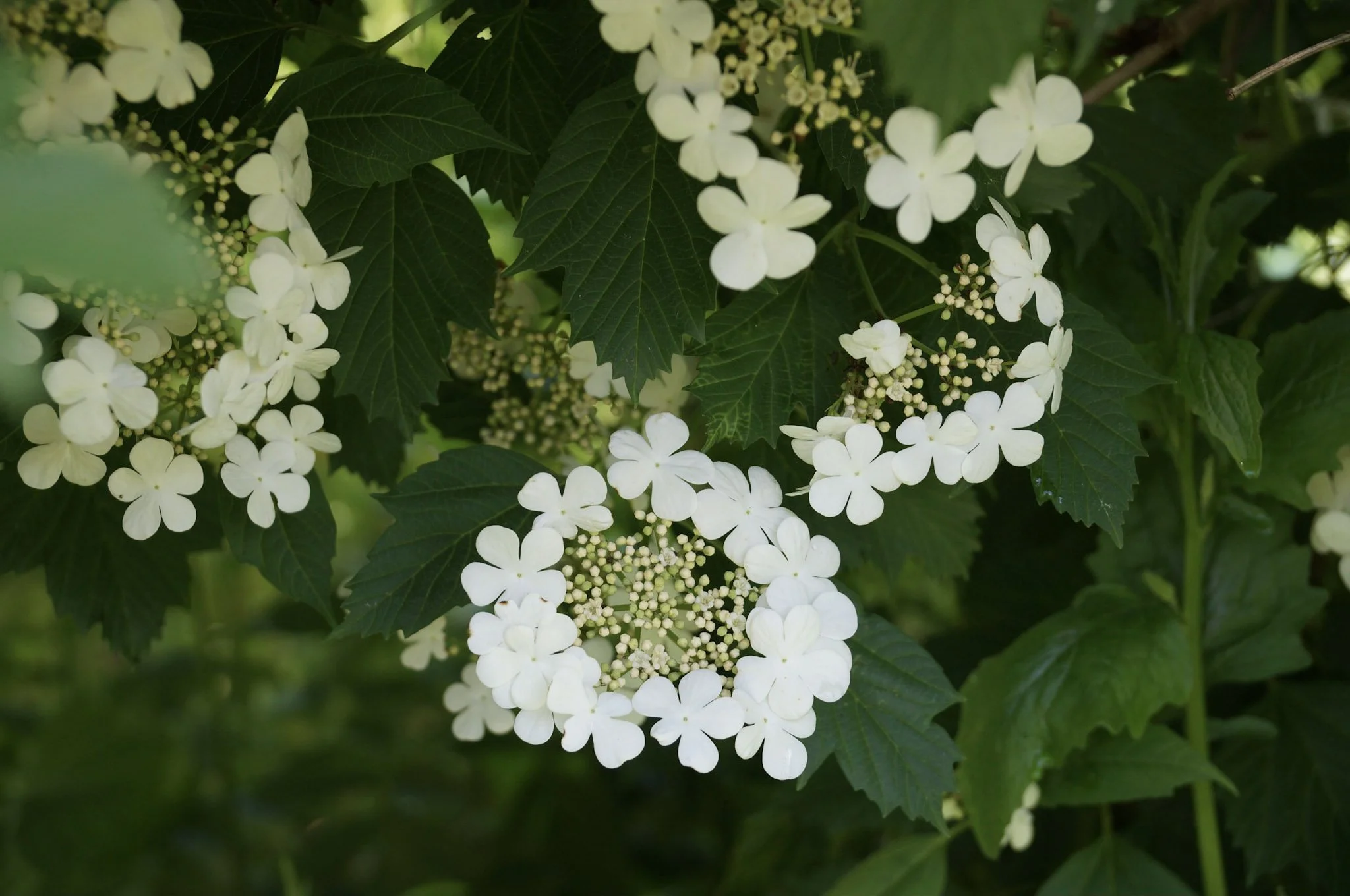 Viburnums: Year-Round Wonders — Wild Seed Project