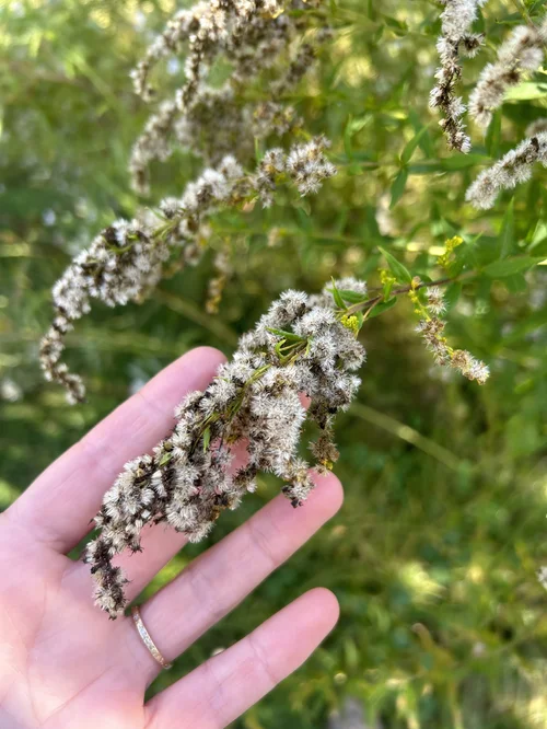 Our Team — Wild Seed Project