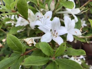 Native shrubs for Maine summer gardens — Wild Seed Project