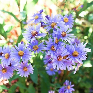 The Beauty and Pollinator Benefits of Asters and Goldenrods — Wild Seed ...