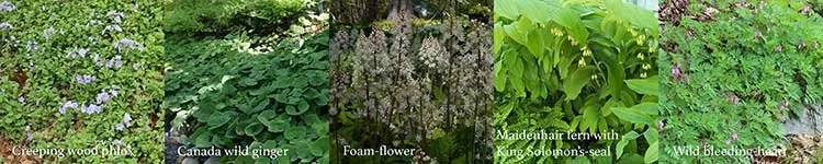 Native Ground Covers for Beauty and Biodiversity at the Ground Level ...