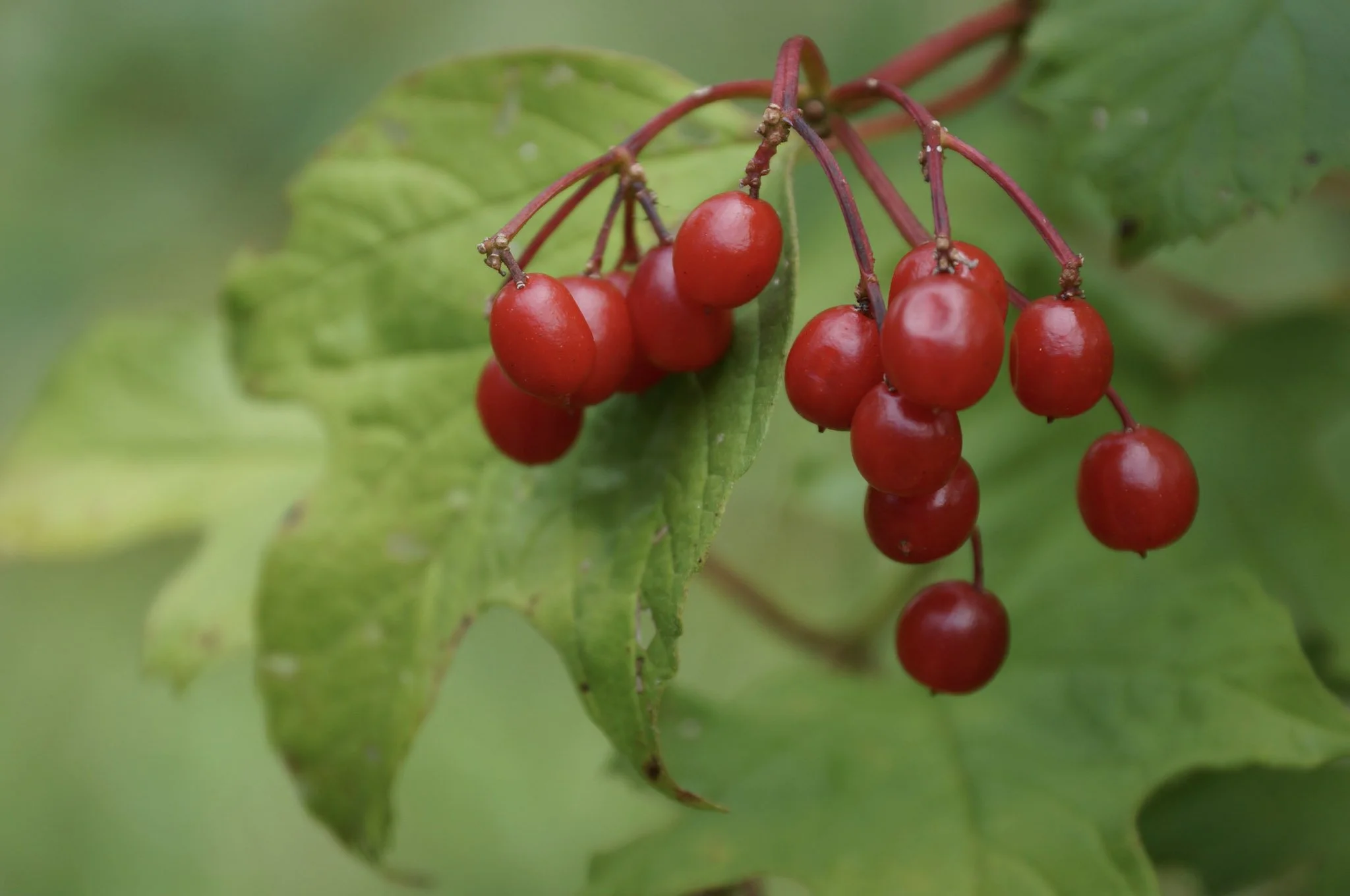 Viburnums: Year-Round Wonders — Wild Seed Project
