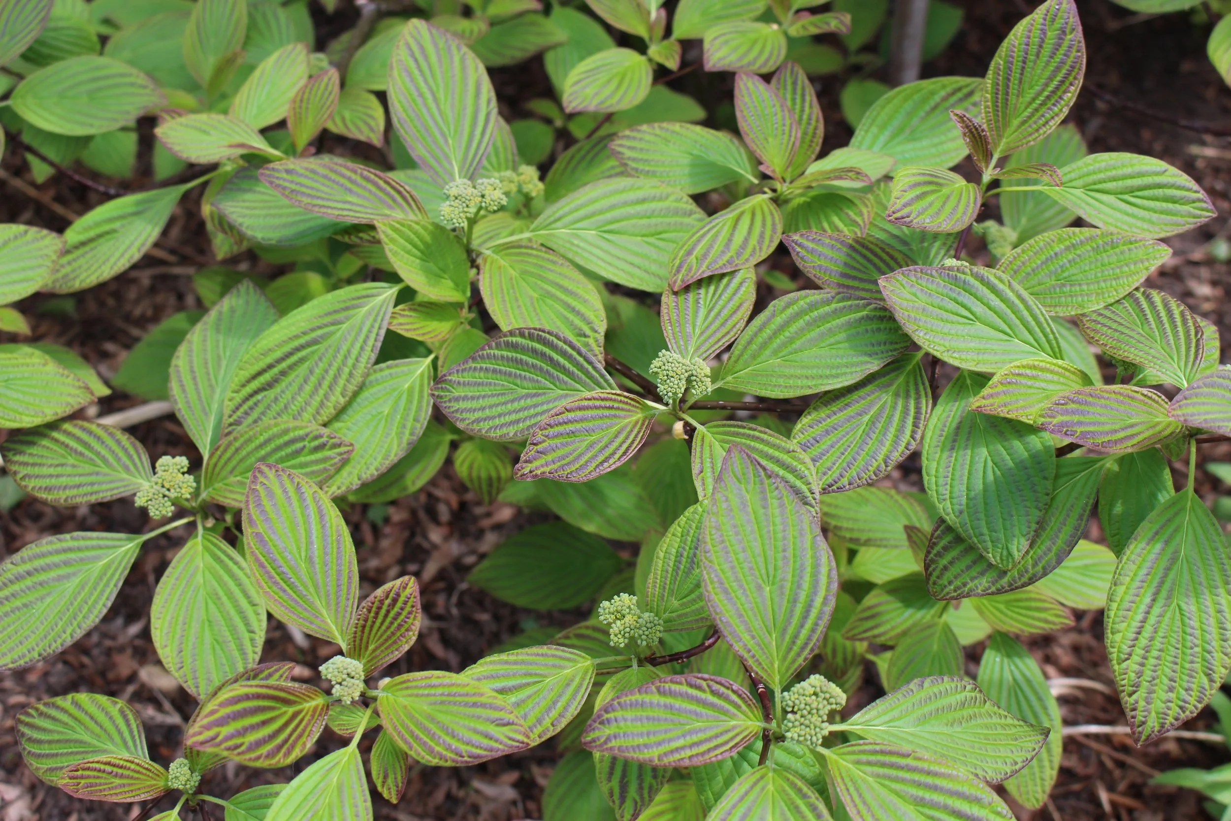 Native shrubs for Maine summer gardens — Wild Seed Project