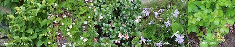 Native Ground Covers for Beauty and Biodiversity at the Ground Level ...