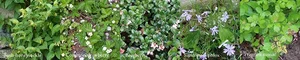 Native Ground Covers for Beauty and Biodiversity at the Ground Level ...