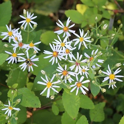 The Beauty and Pollinator Benefits of Asters and Goldenrods — Wild Seed ...