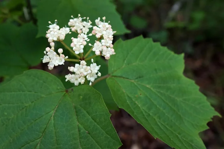 Viburnums: Year-Round Wonders — Wild Seed Project
