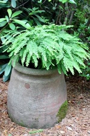 Ferns: Ancient Plants for 21st Century Landscapes — Wild Seed Project