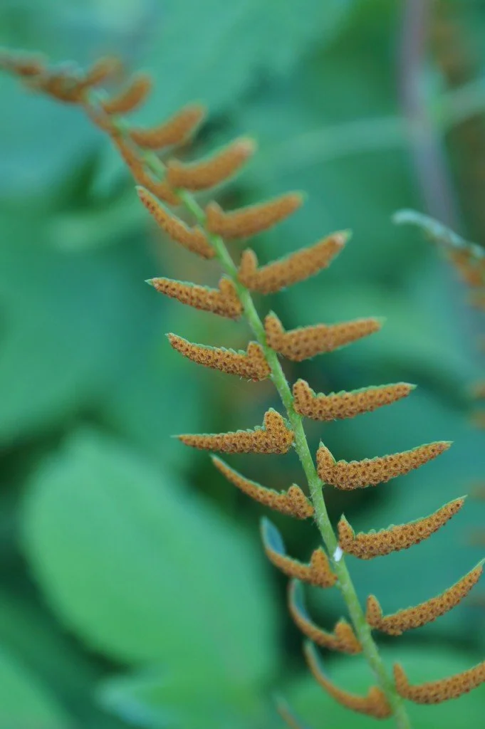 How to Grow From Seed - Detailed Guide — Wild Seed Project