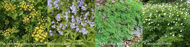 Native Ground Covers for Beauty and Biodiversity at the Ground Level ...