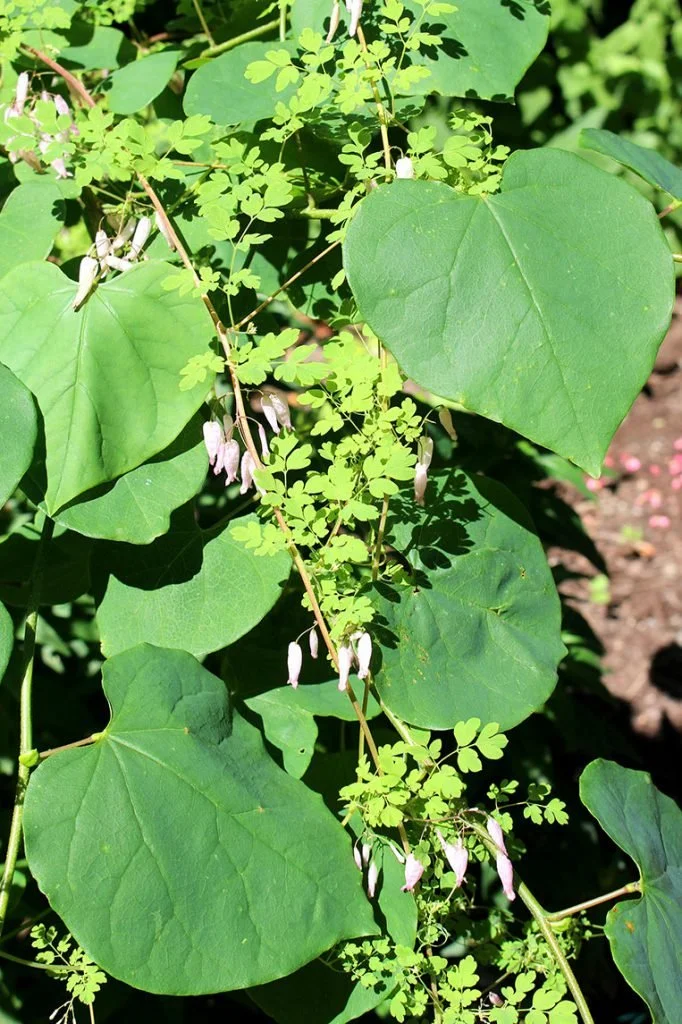Vines for Fences & Walls — Wild Seed Project
