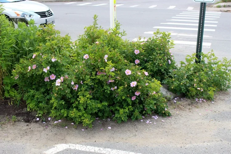 Hellstrip Plantings — Wild Seed Project