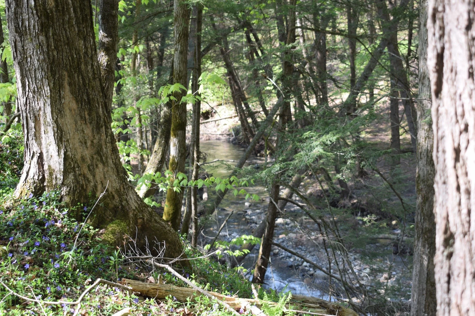 Canoe Brook Nature Preserve — Green Mountain Conservancy