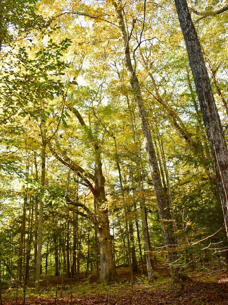 Canoe Brook Nature Preserve — Green Mountain Conservancy