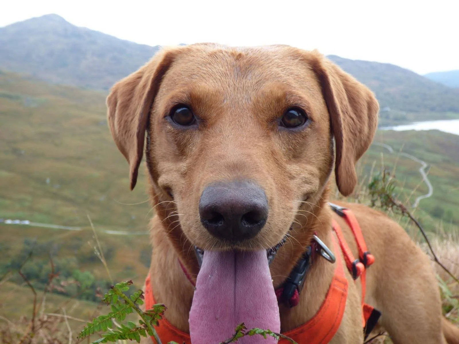 SARDA Southern Scotland