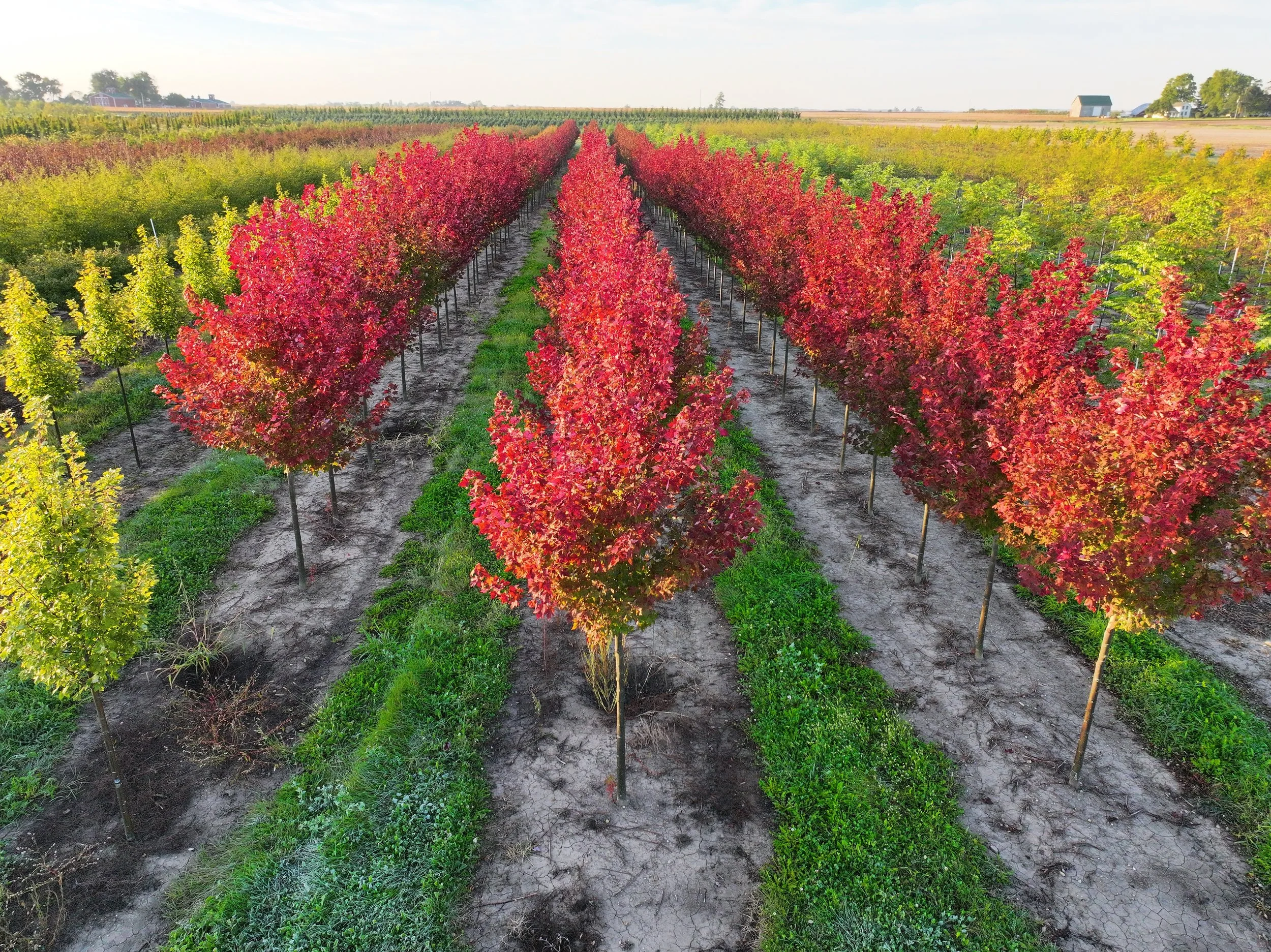 Cedar Path Nurseries
