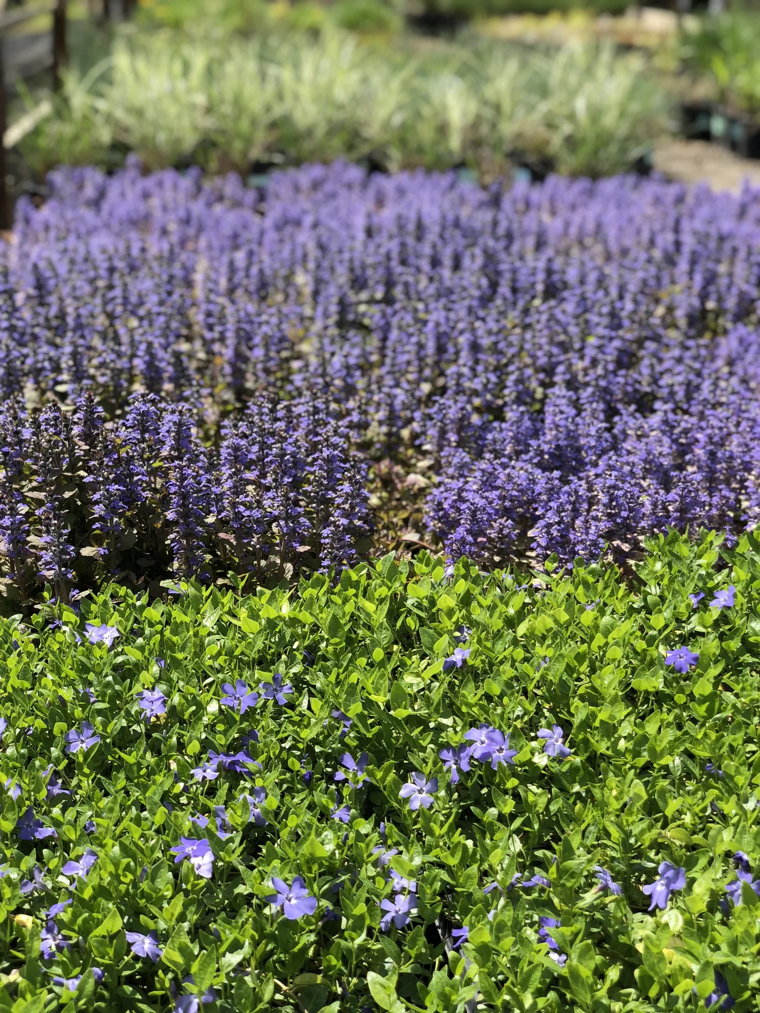 Cedar Path Nurseries