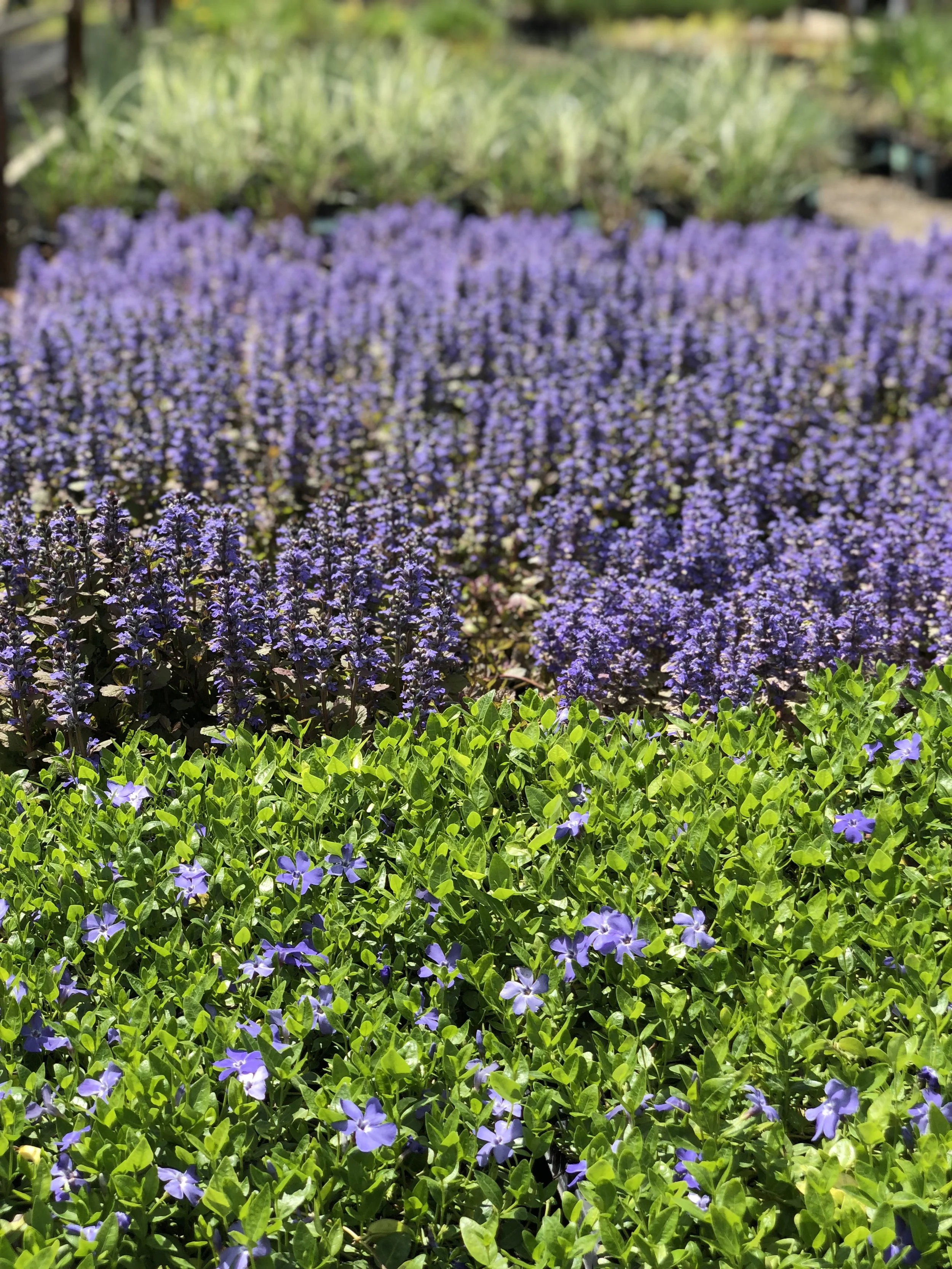 Cedar Path Nurseries
