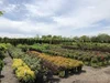Availability Request — Cedar Path Nurseries