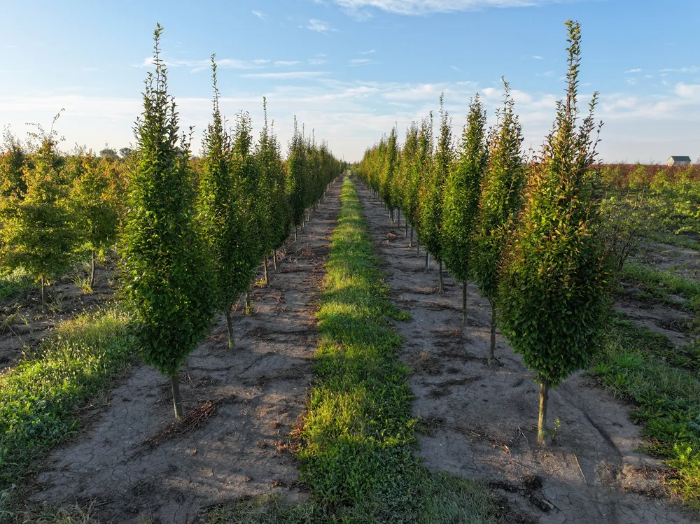 Locations — Cedar Path Nurseries