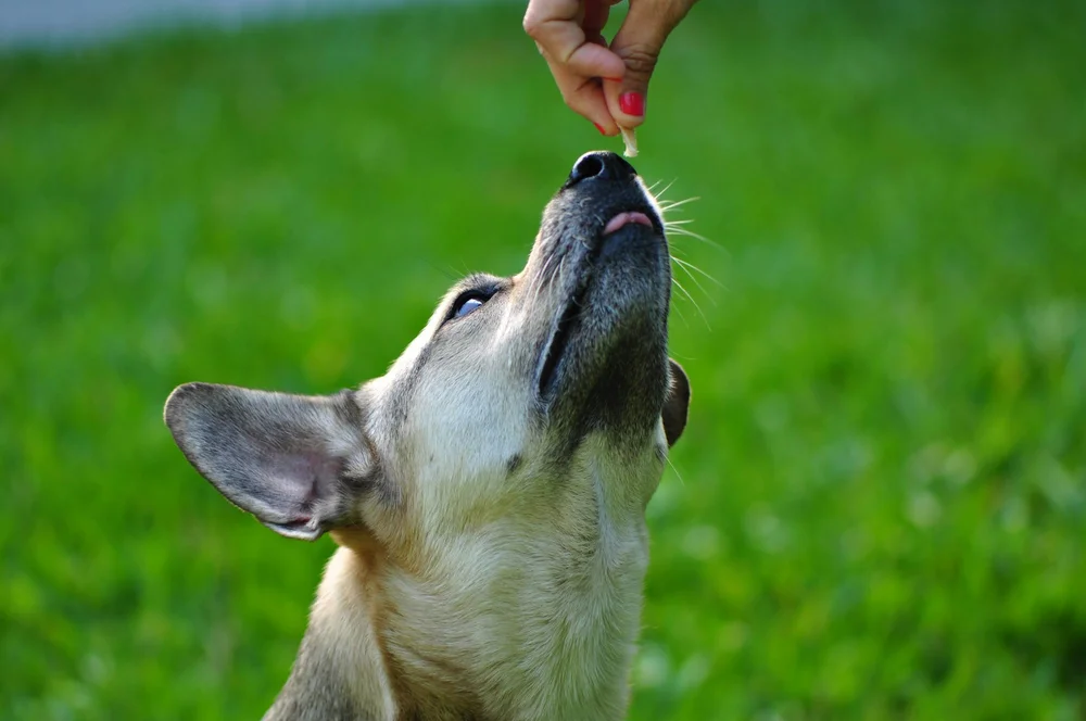 Dog Scentwork Training At Home: A Step-by-Step Guide for Beginners ...