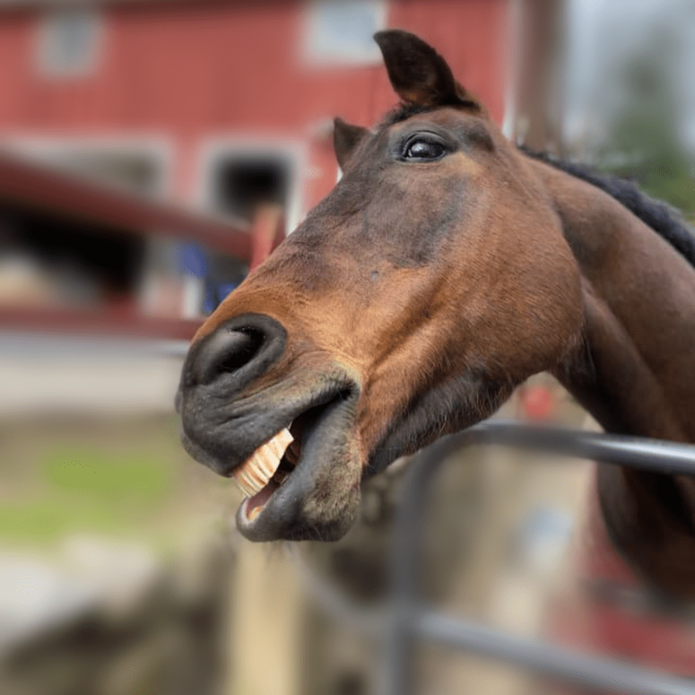 Getner Barn — Wishes For Horses