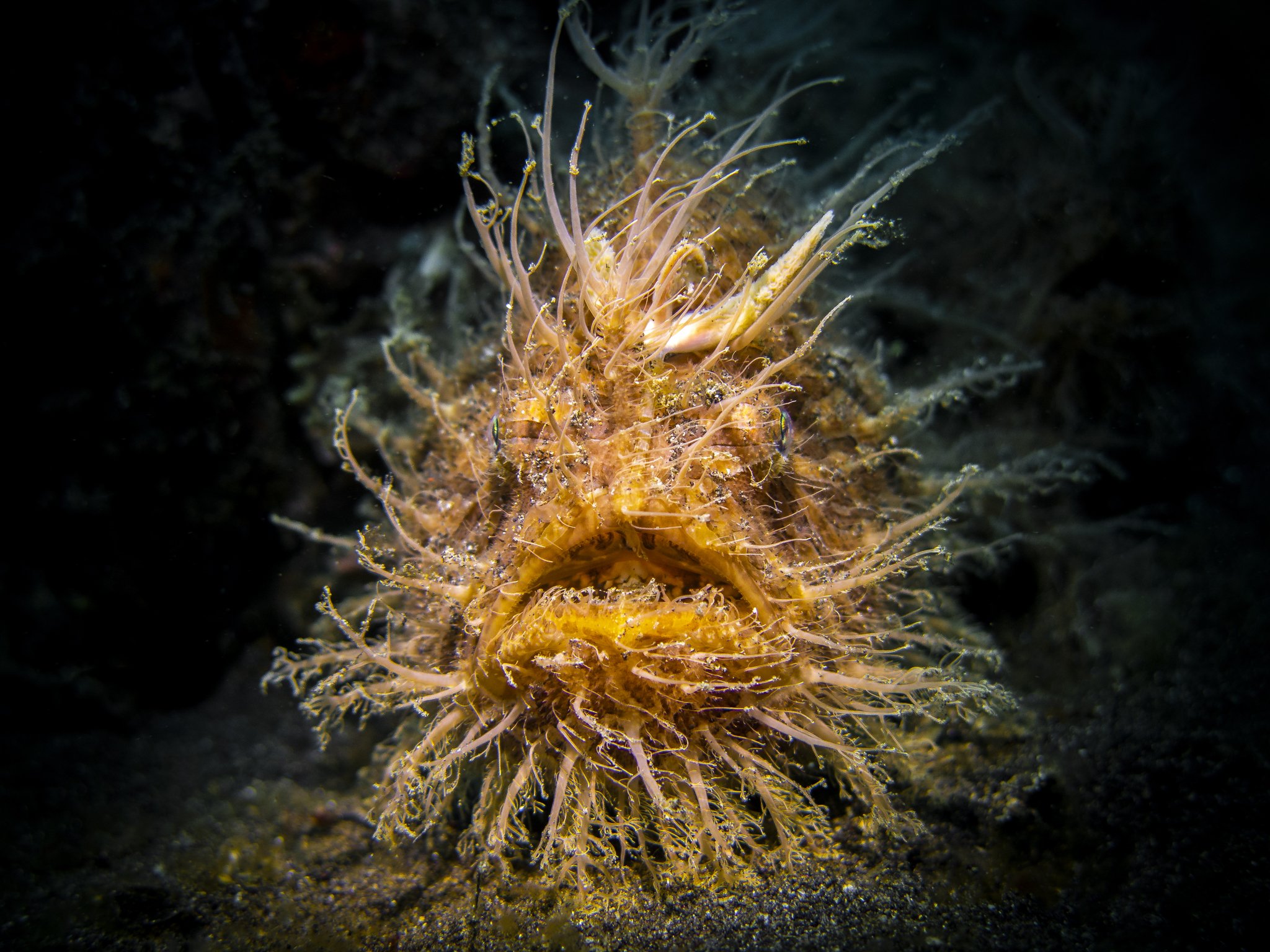 Hairy Frogfish — Curious Species