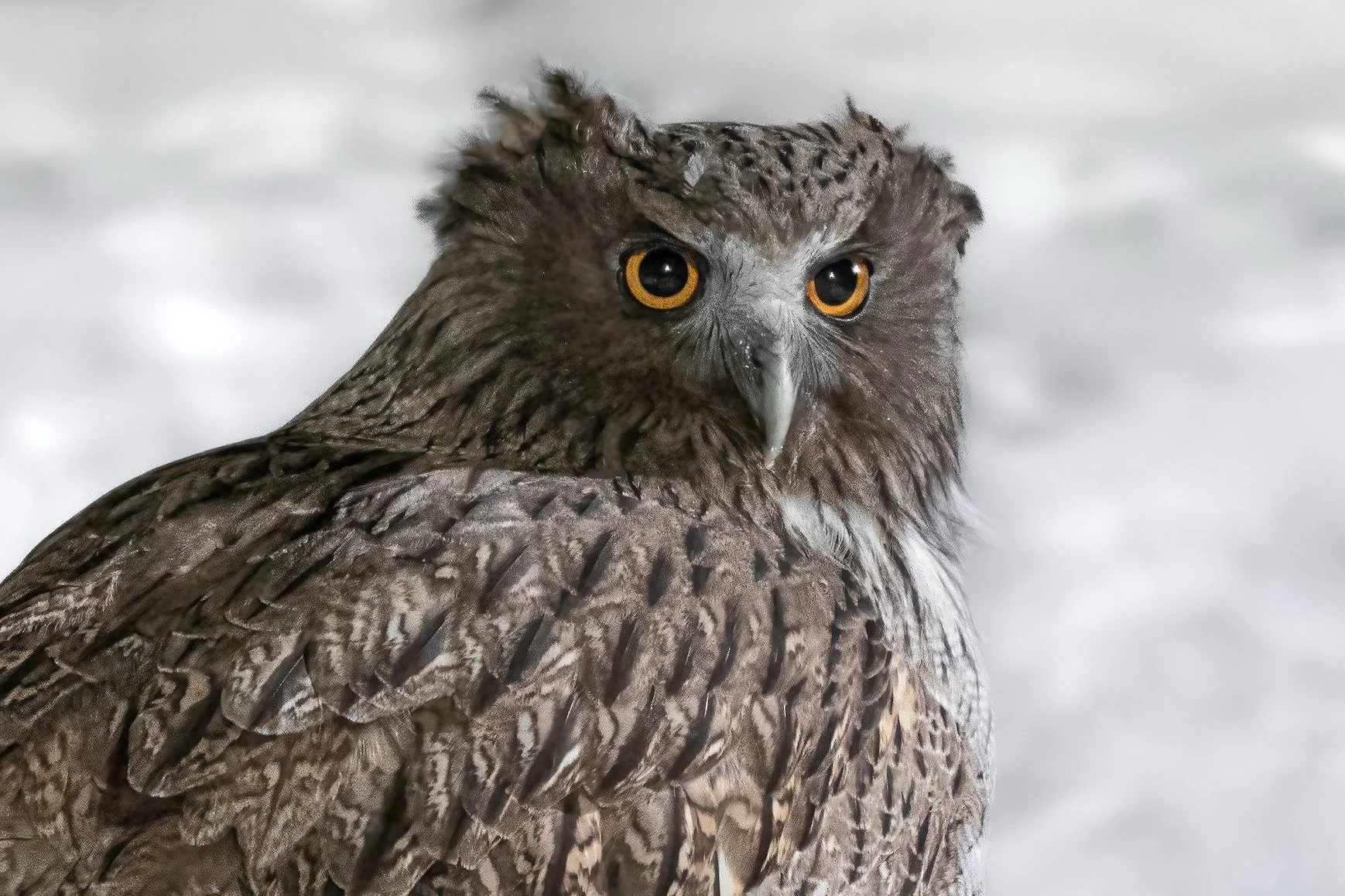 Blakiston's Fish-Owl — Curious Species